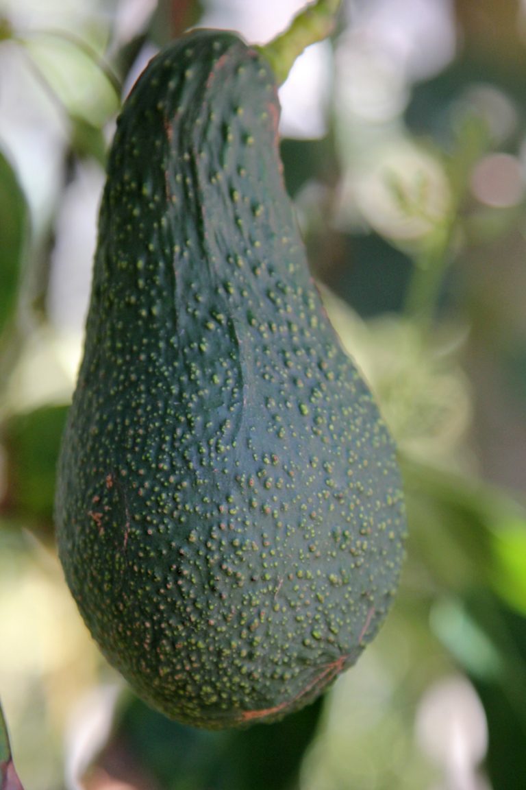 avocado pinkerton - All Aussie Farmers